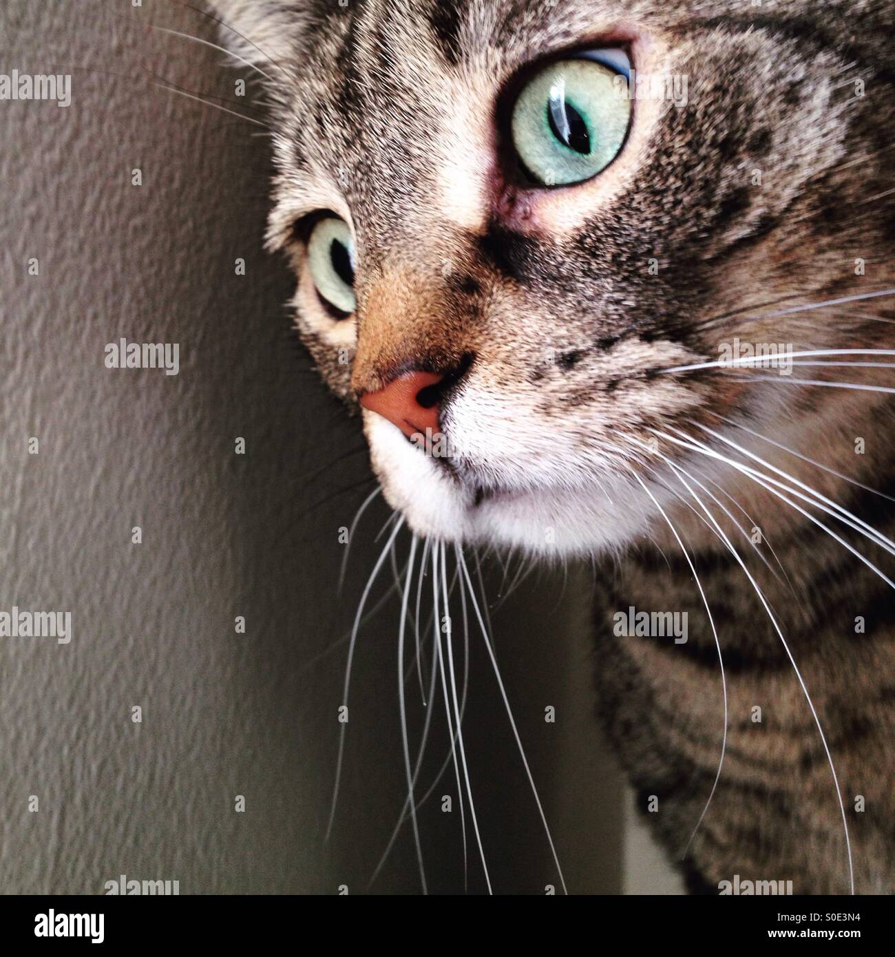 Alert animal cat hi-res stock photography and images - Alamy
