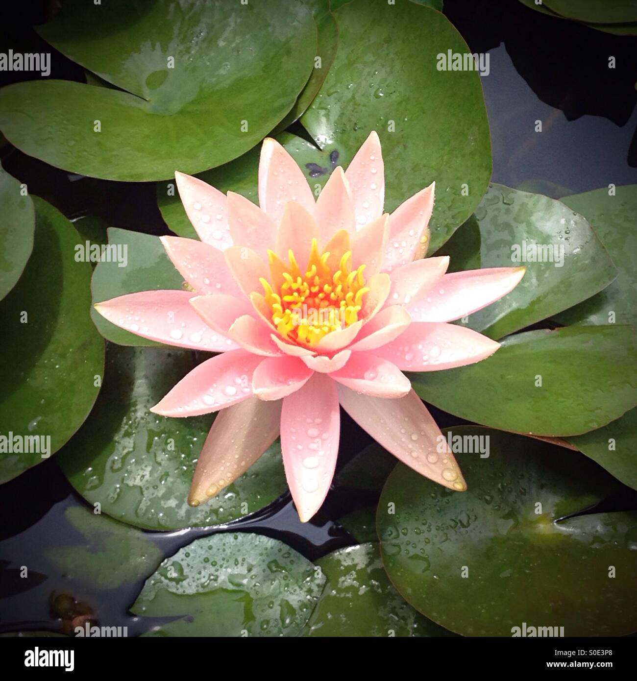 Sea rose hi-res stock photography and images - Alamy