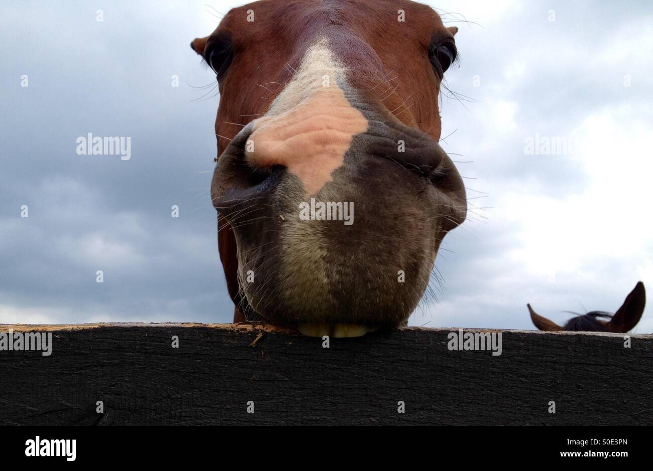 Horse Snout High Resolution Stock Photography and Images - Alamy