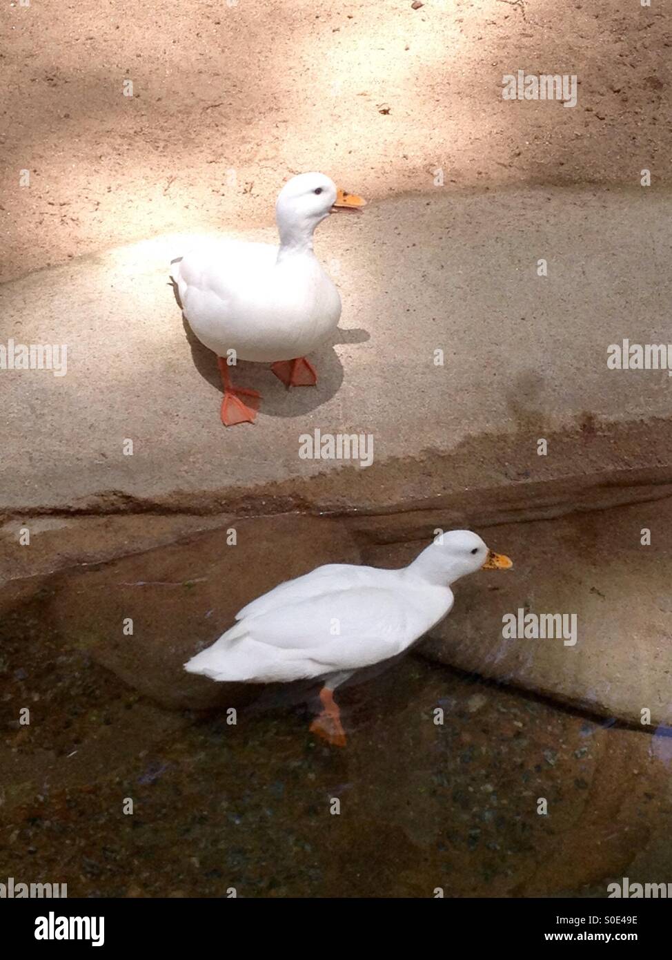 Two duck friends hi-res stock photography and images - Alamy