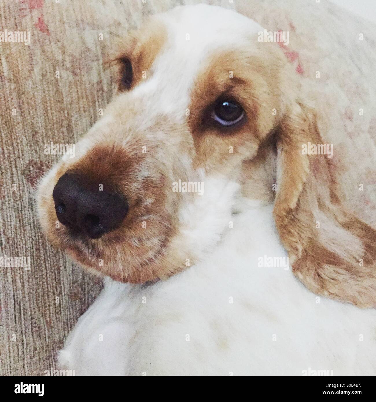 Lemon cocker spaniel hi-res stock photography and images - Alamy