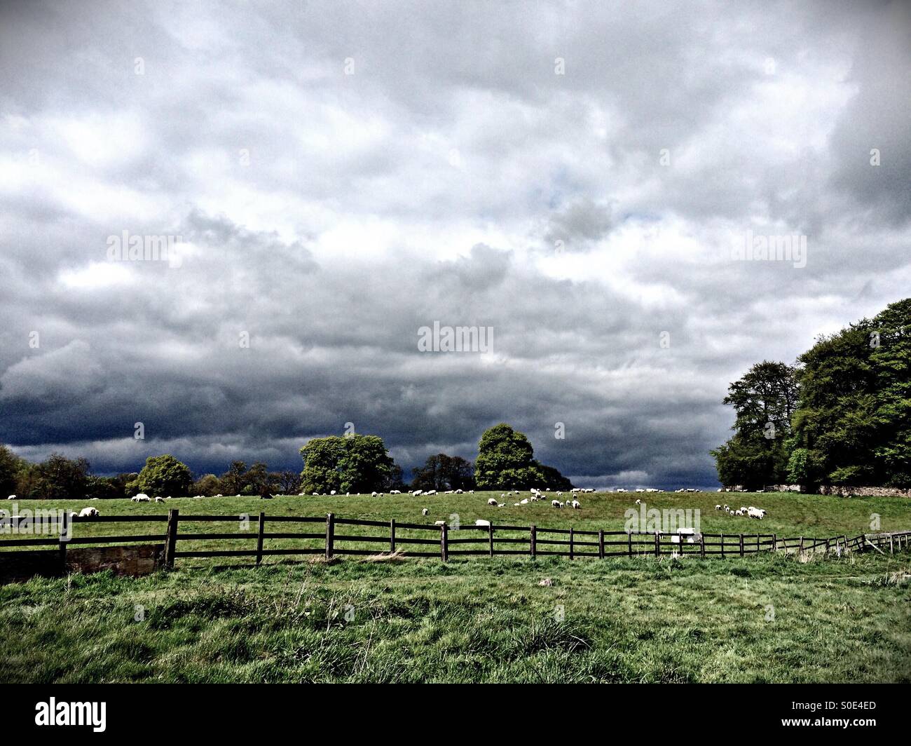 Dark rain clouds looming over a field of sheep in Derbyshire, England ...