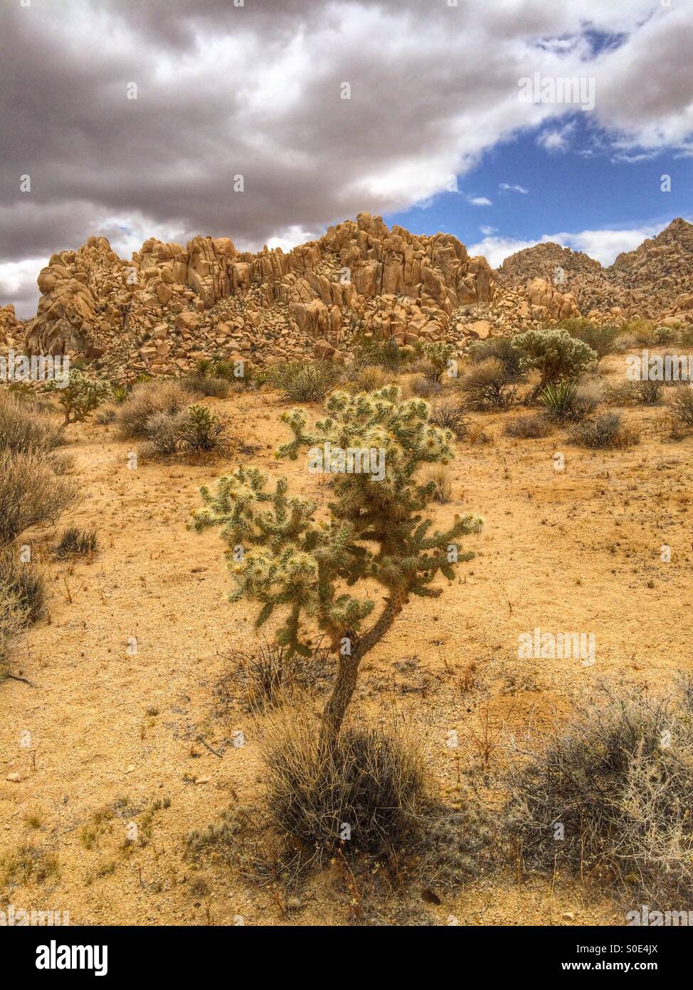 Silver cholla cactus hi-res stock photography and images - Alamy