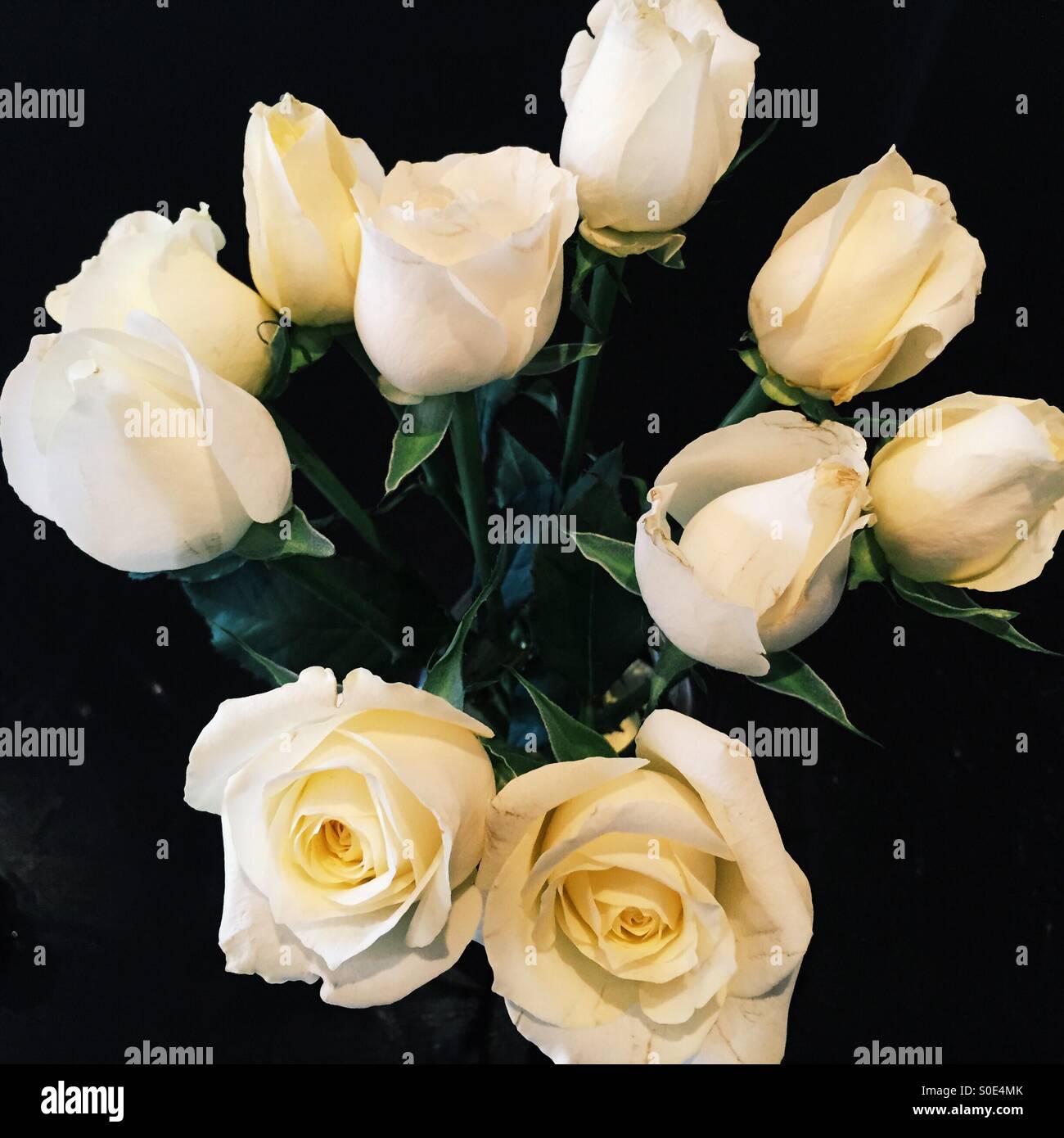 Stem of roses hi-res stock photography and images - Alamy