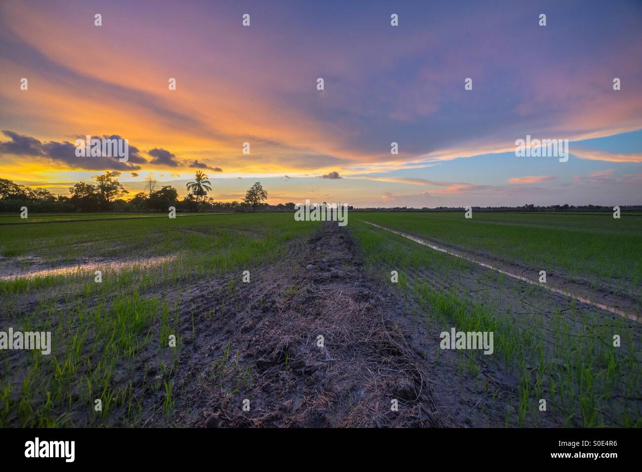 Paddy field rice malaysia hi-res stock photography and images - Alamy