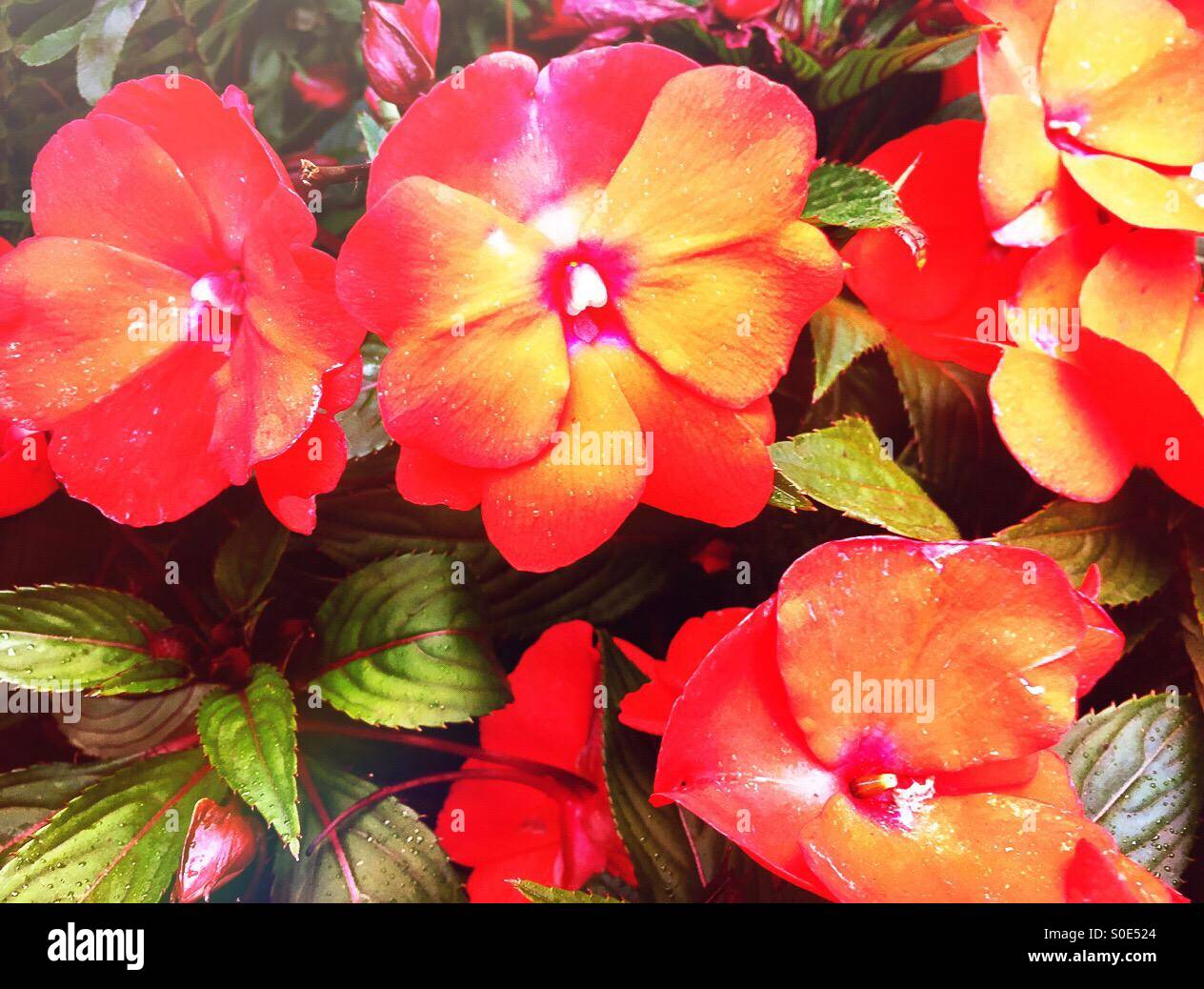 Bright red impatiens Stock Photo - Alamy