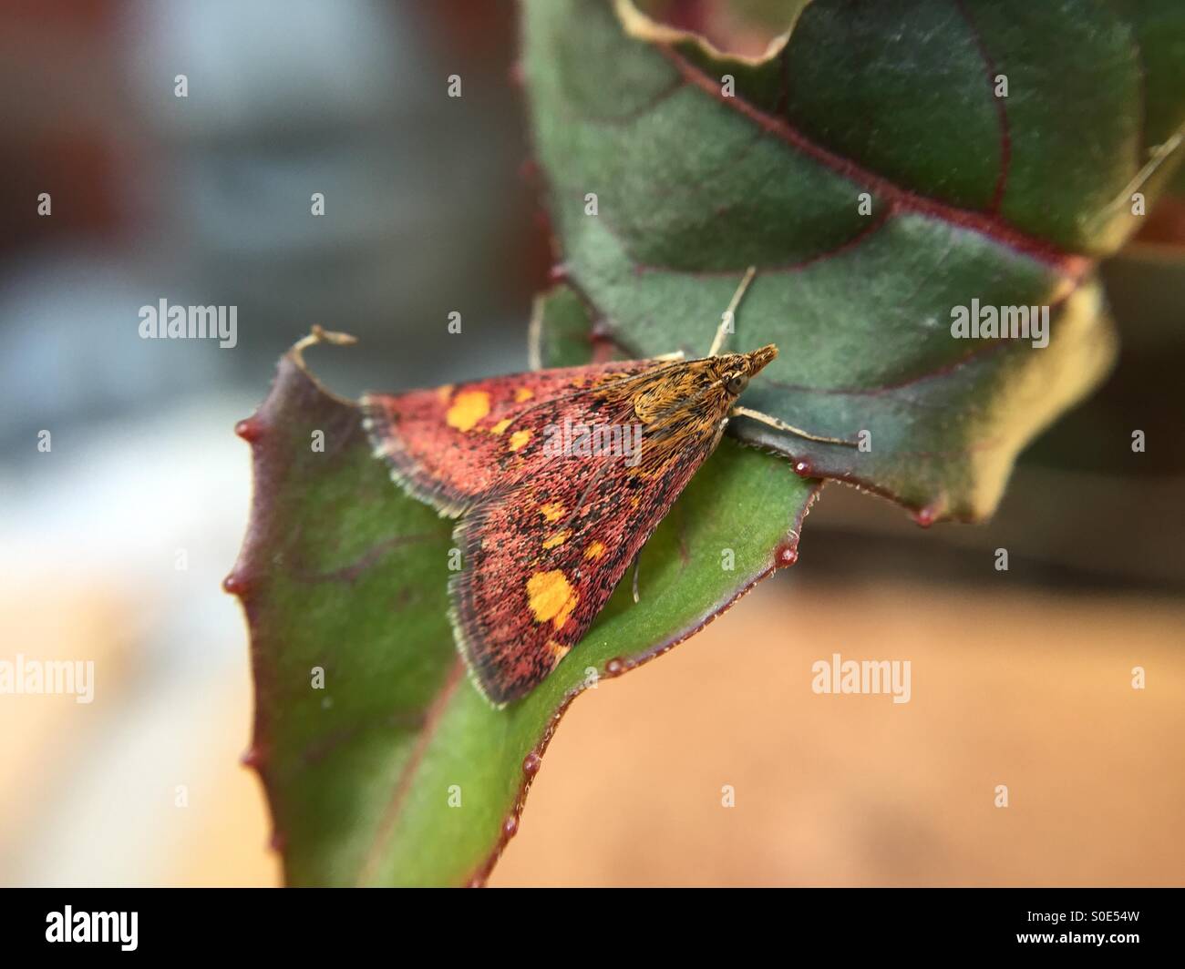 Mint moth hi-res stock photography and images - Alamy