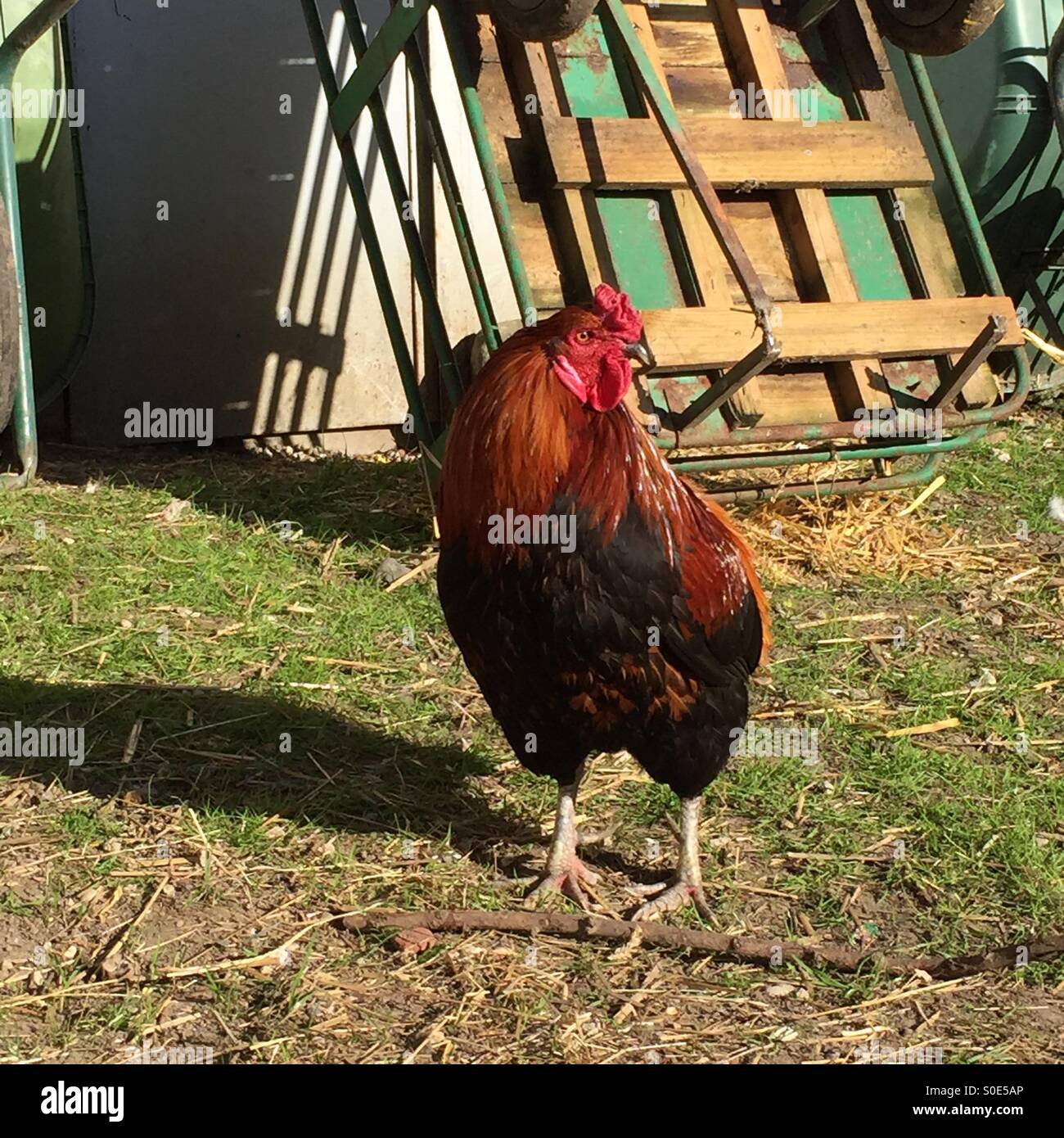 Hen farm hi-res stock photography and images - Alamy