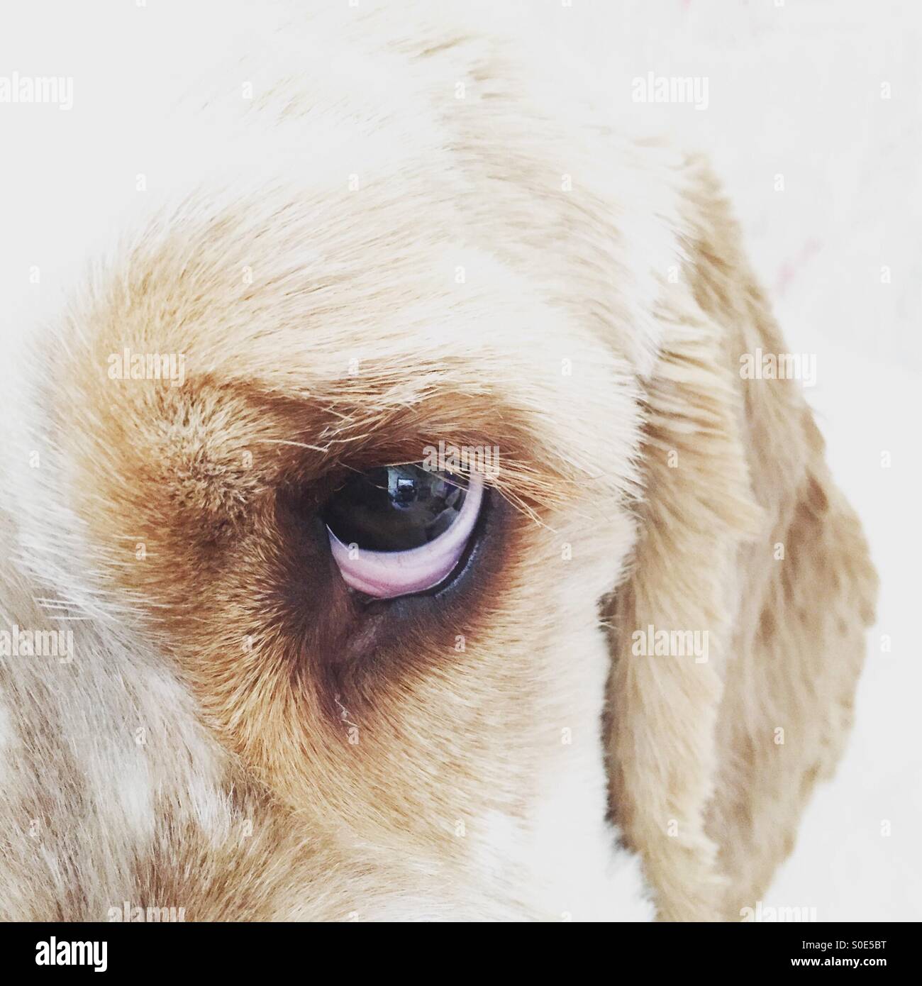 Cocker spaniel eye Stock Photo - Alamy