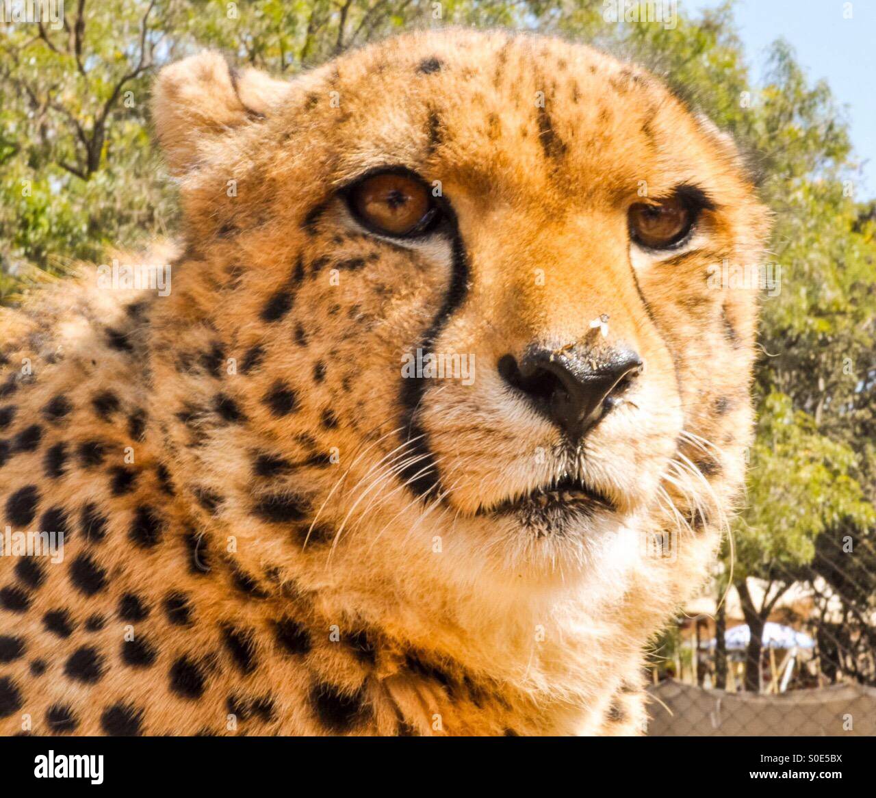 Fly on my nose Stock Photo - Alamy