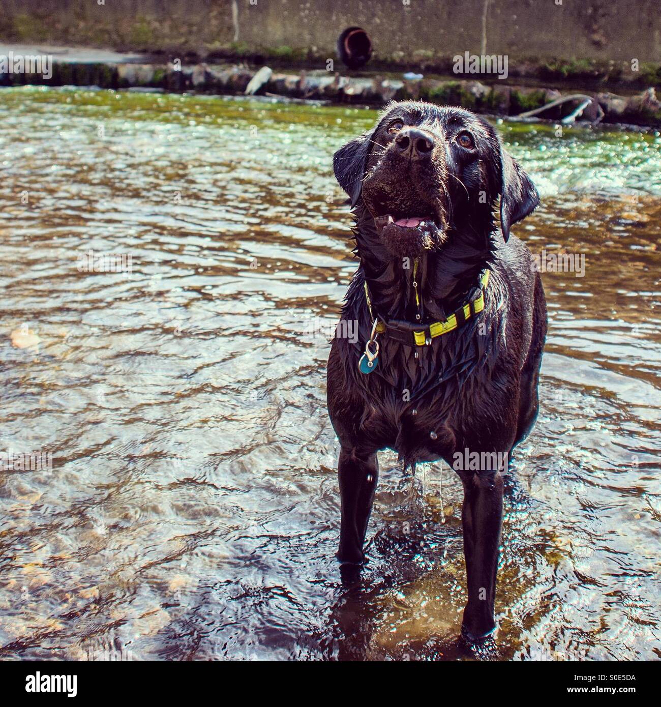 Black Labrador stands in river Stock Photo - Alamy