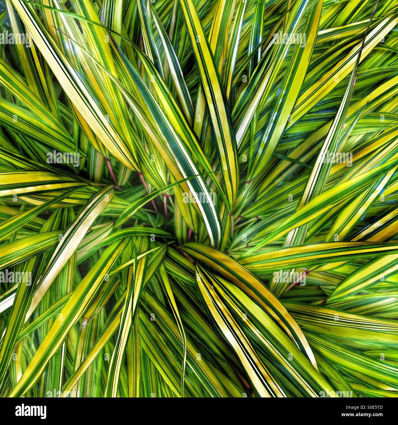 Variegated grass hi-res stock photography and images - Alamy