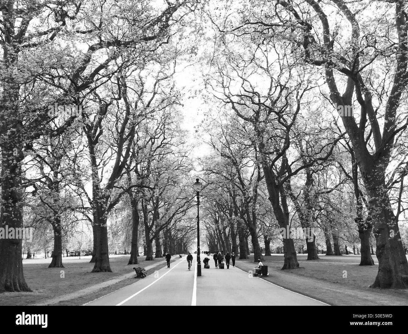 Path surrounded by trees hi-res stock photography and images - Alamy