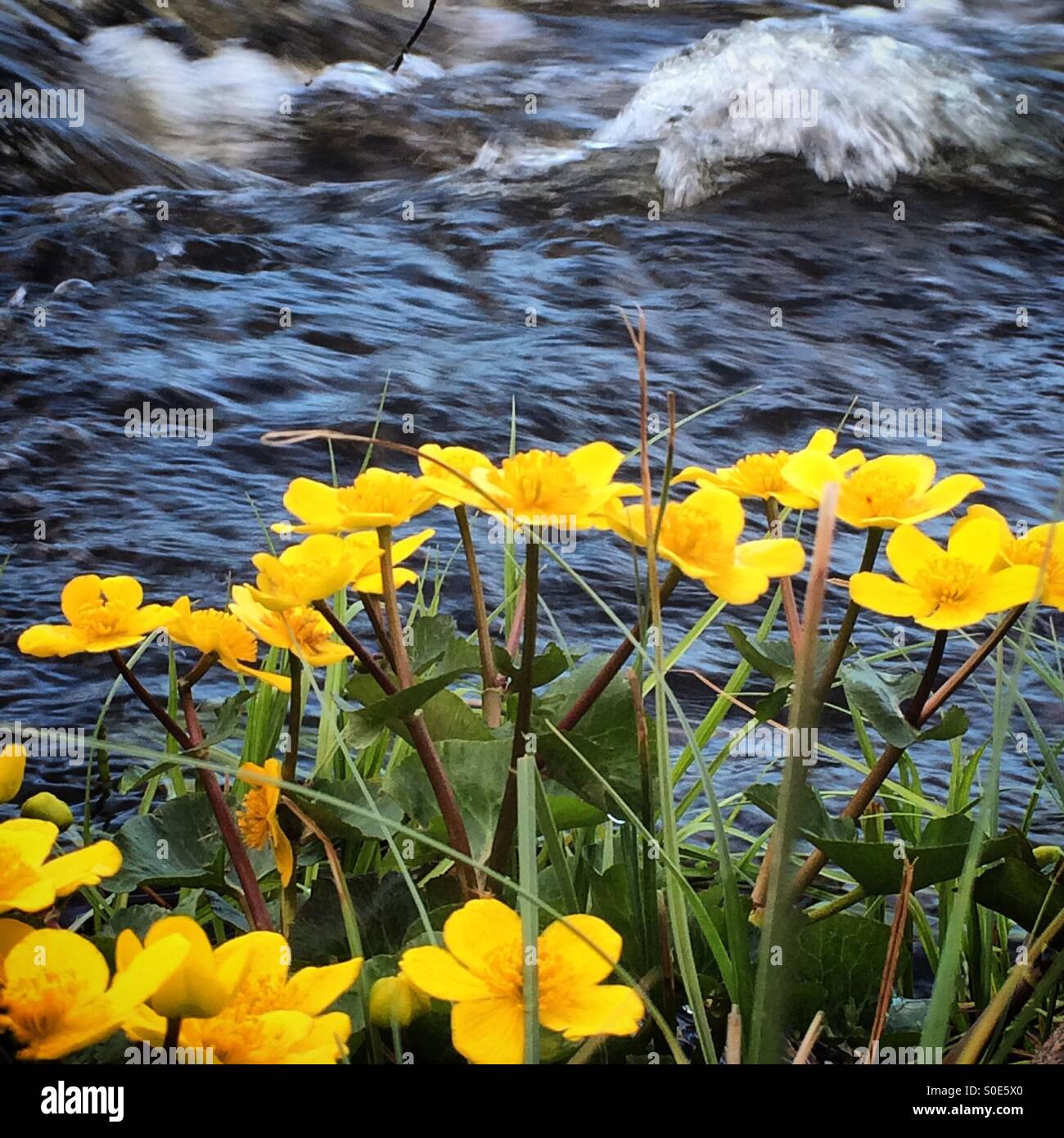 Blommor High Resolution Stock Photography and Images - Alamy