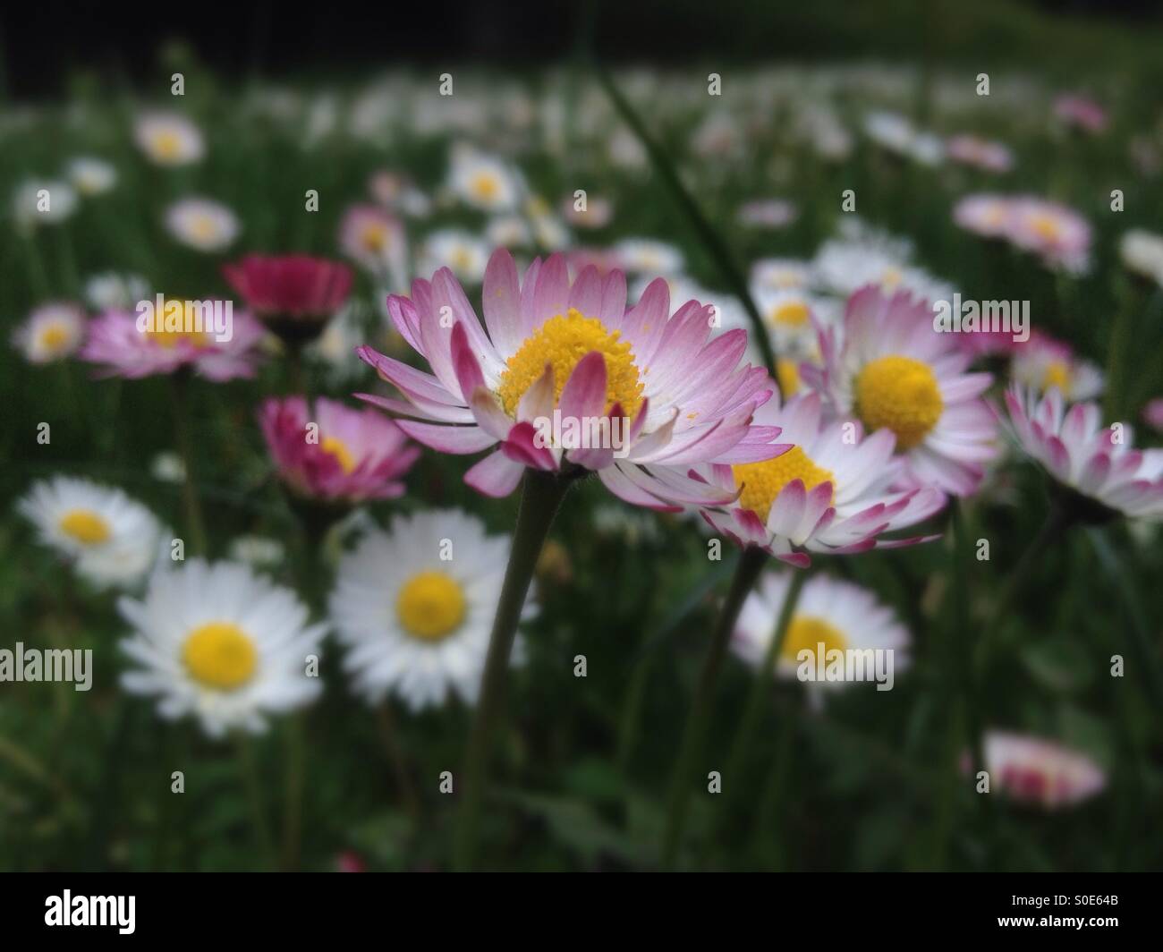 Stand tall hi-res stock photography and images - Alamy