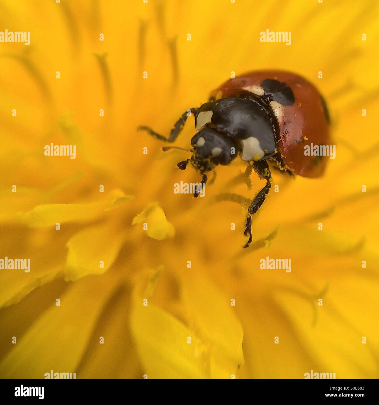 Ladybug lens hi-res stock photography and images - Alamy