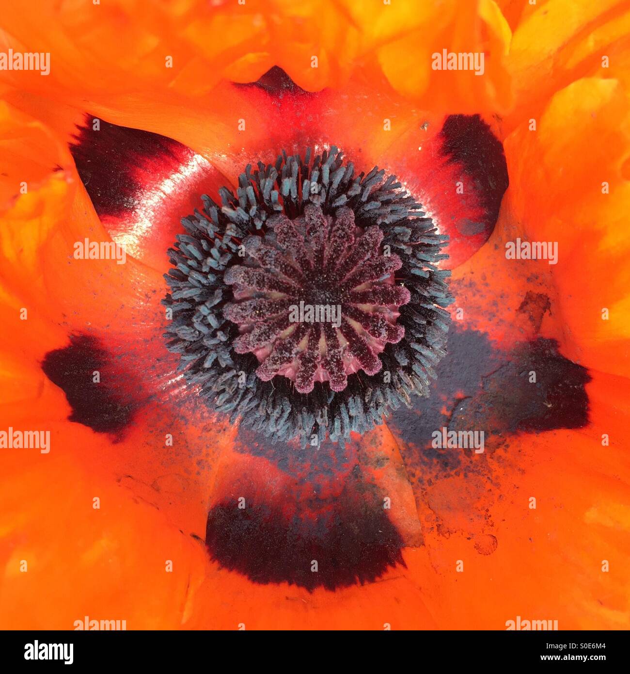 Poppy close up Stock Photo - Alamy