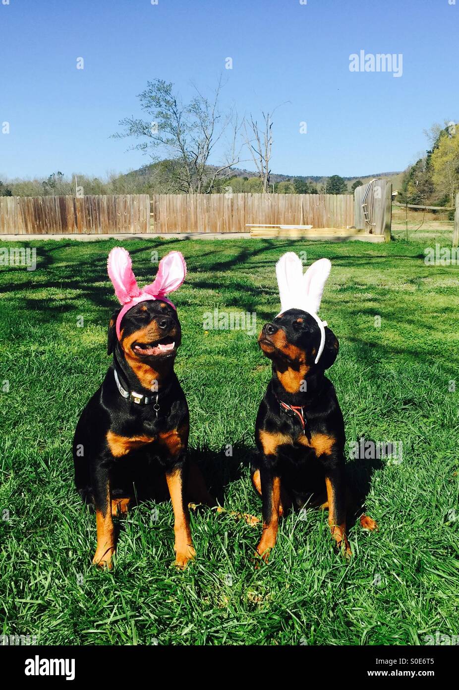 Rottweilers hi-res stock photography and images - Alamy