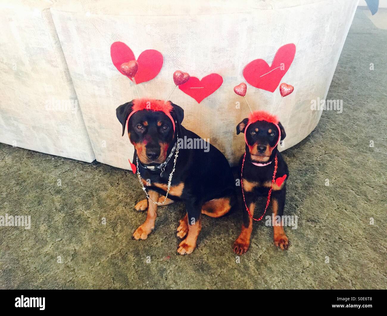 Rottweilers hi-res stock photography and images - Alamy