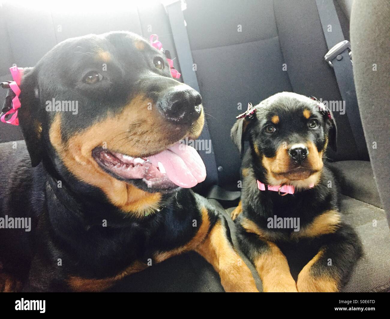 Rottweilers hi-res stock photography and images - Alamy