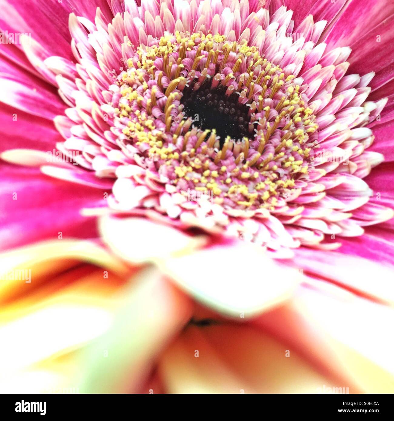 macro of gerbera daisy flower Stock Photo - Alamy