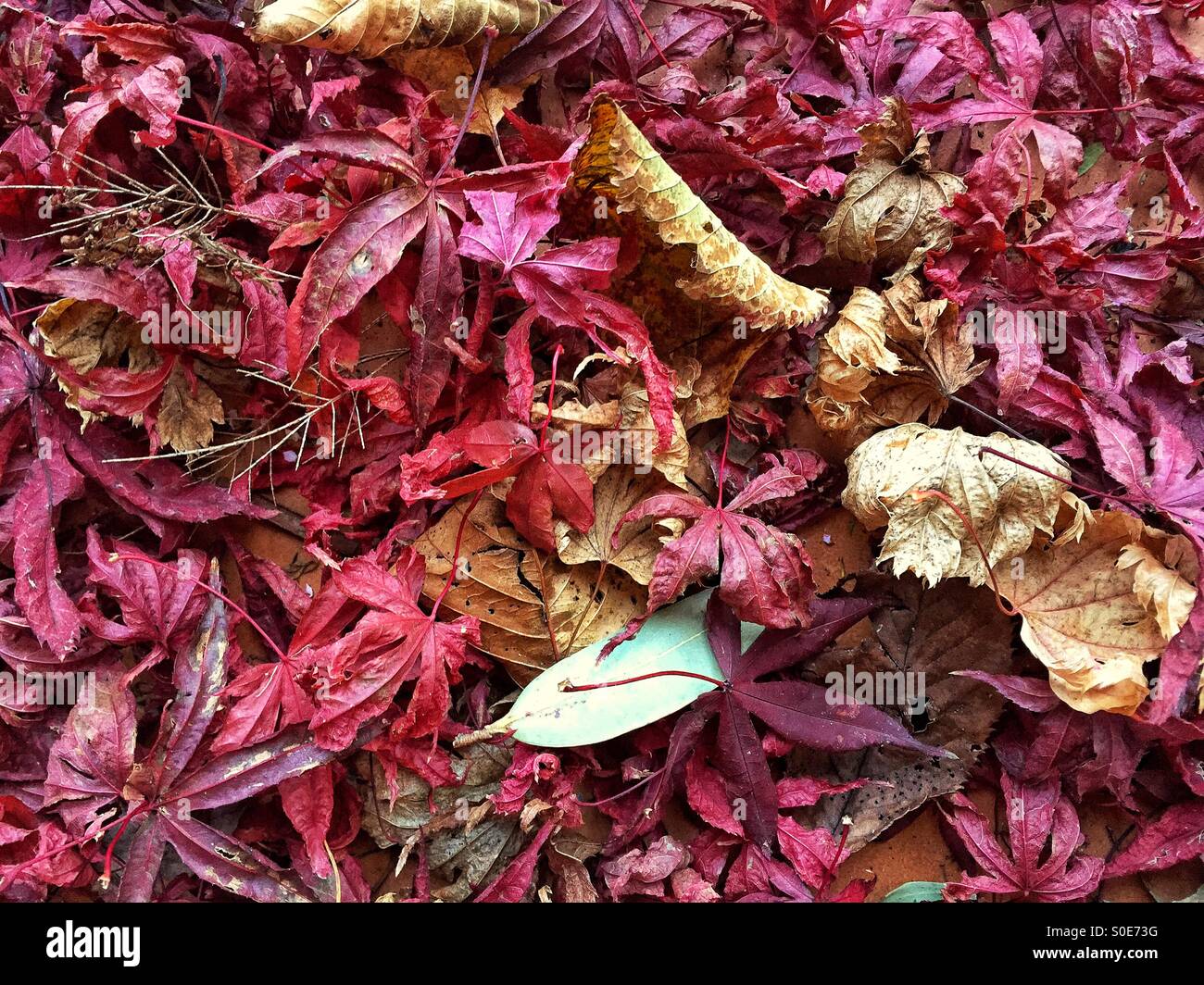 Crinkled leaves hi-res stock photography and images - Alamy