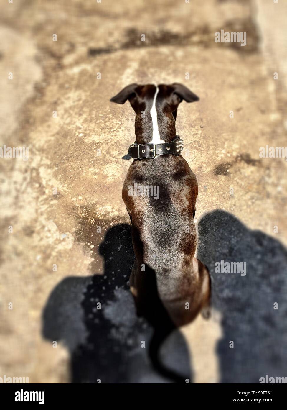 Black dog sitting between 2 shadows Stock Photo - Alamy