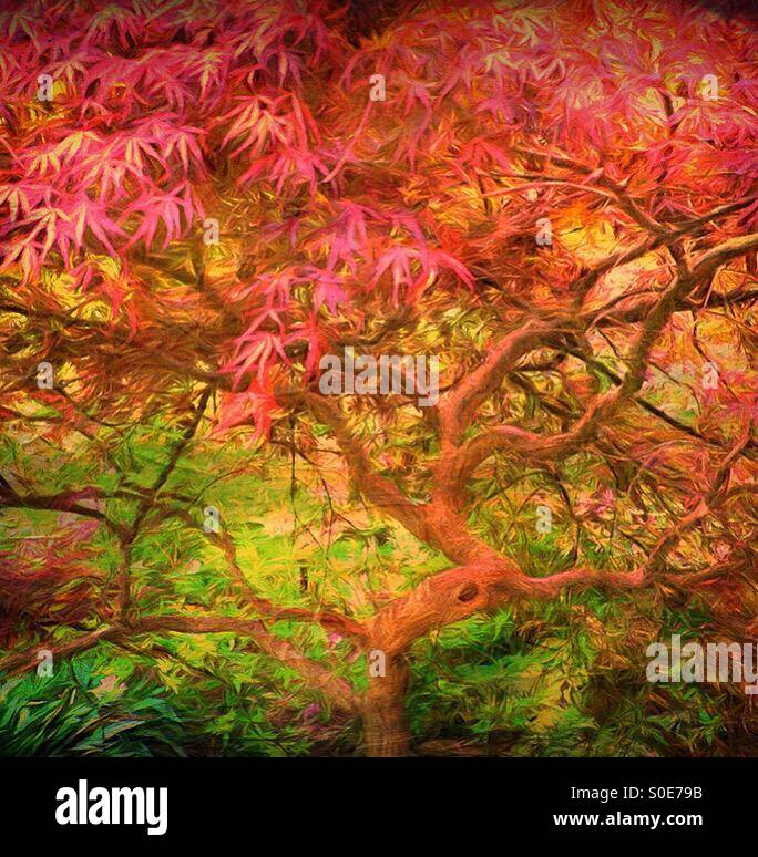 A bright and colorful Japanese maple with a lovely shape Stock Photo ...