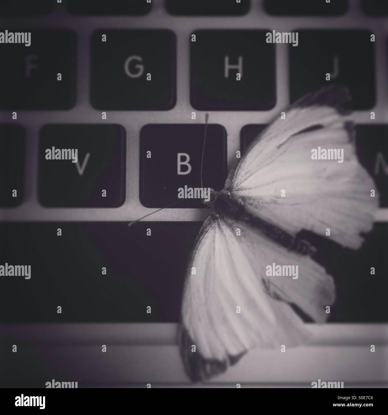 B is for Butterfly Stock Photo - Alamy