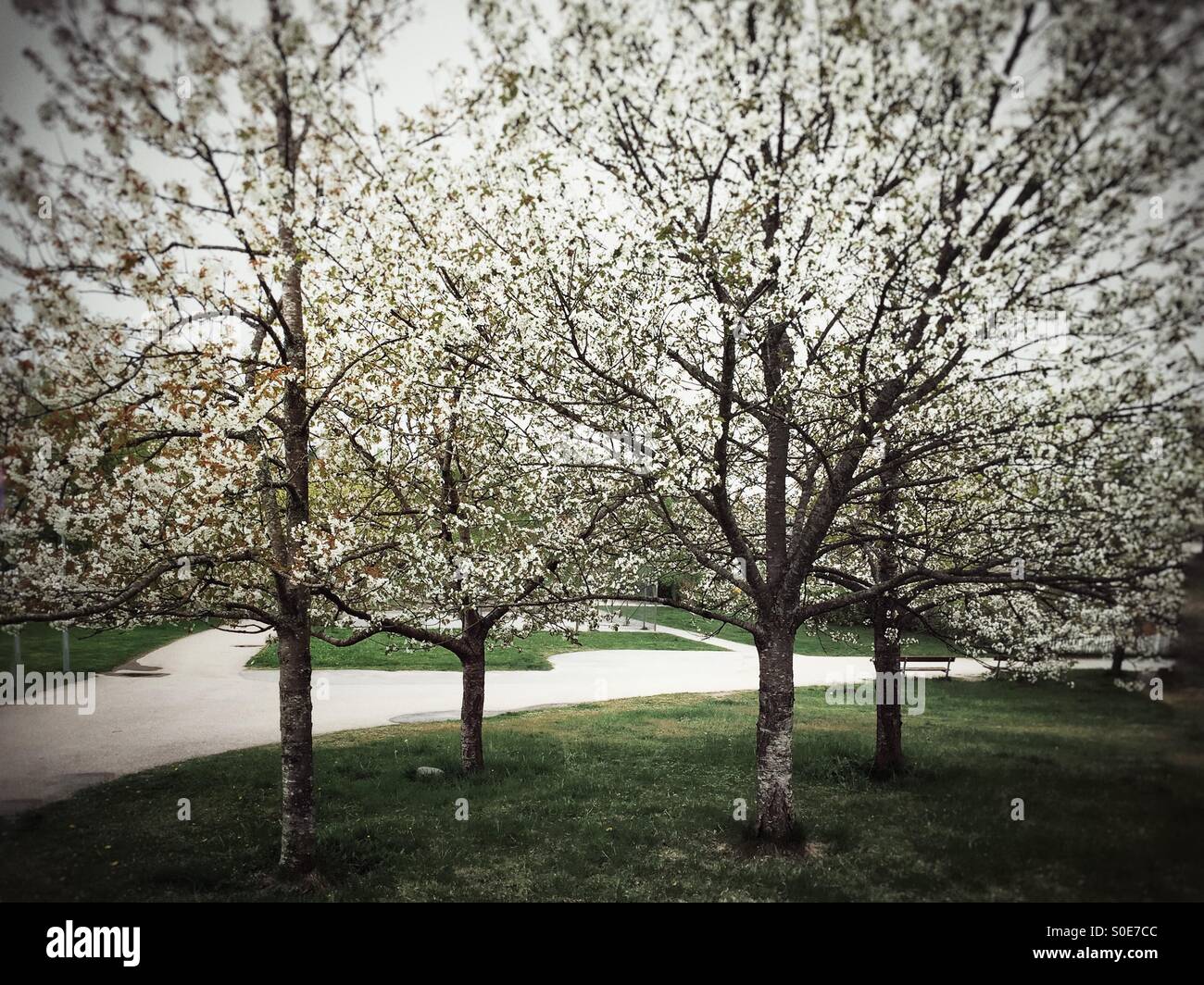 The four trees hi-res stock photography and images - Alamy