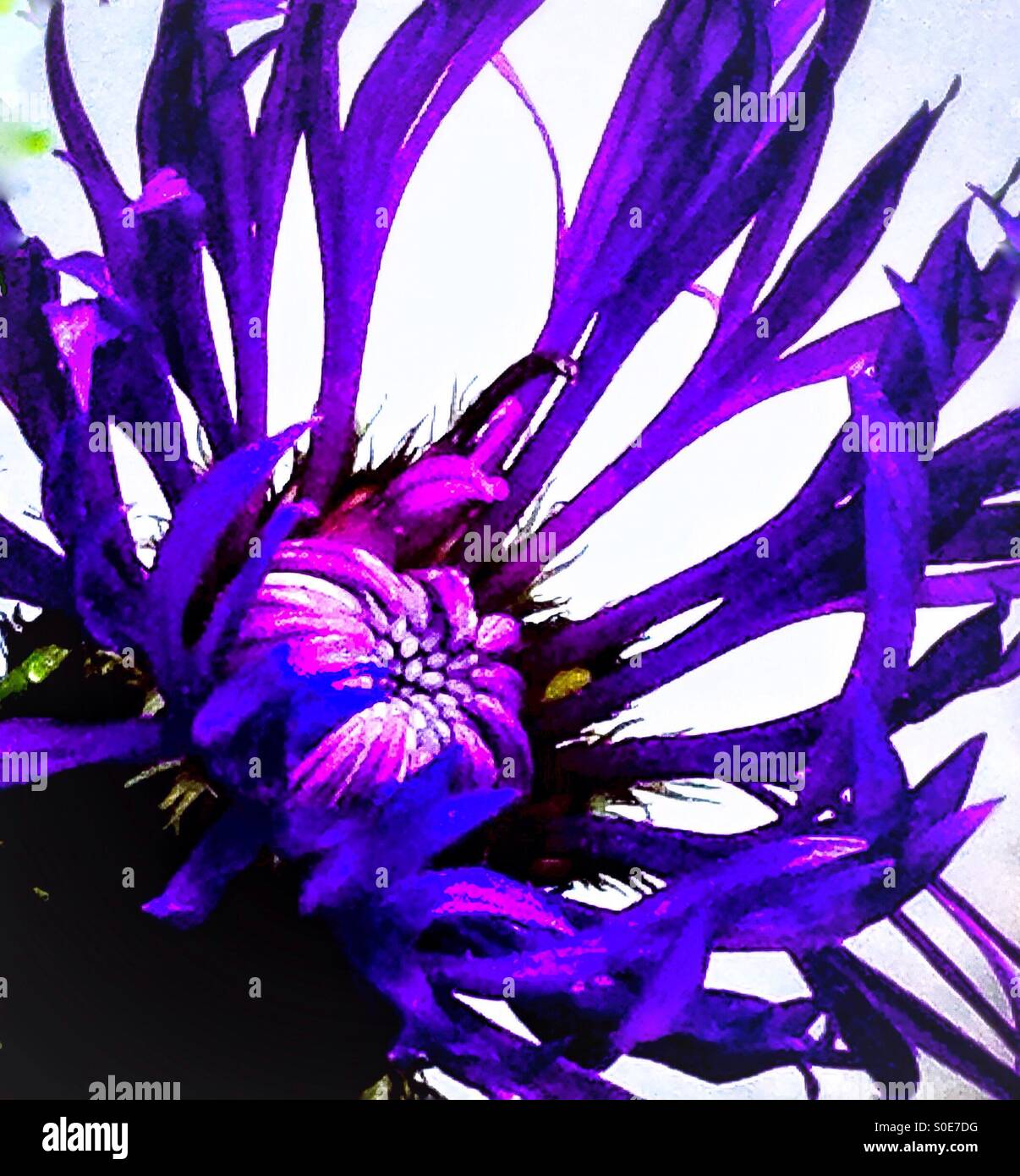 Nigella damascena art hi-res stock photography and images - Alamy