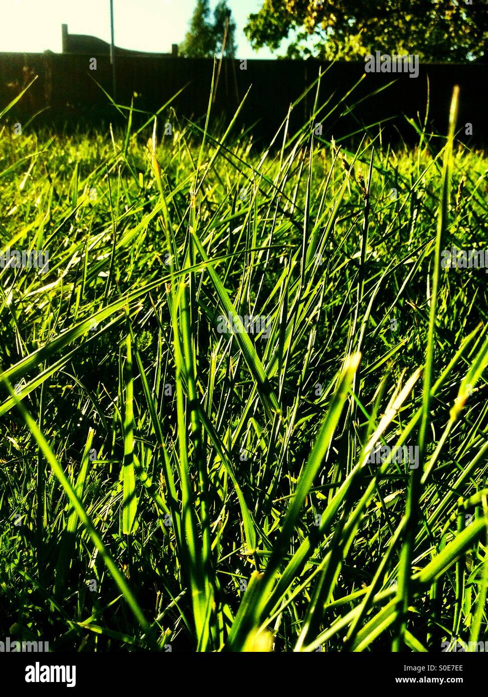 An overgrown lawn Stock Photo - Alamy