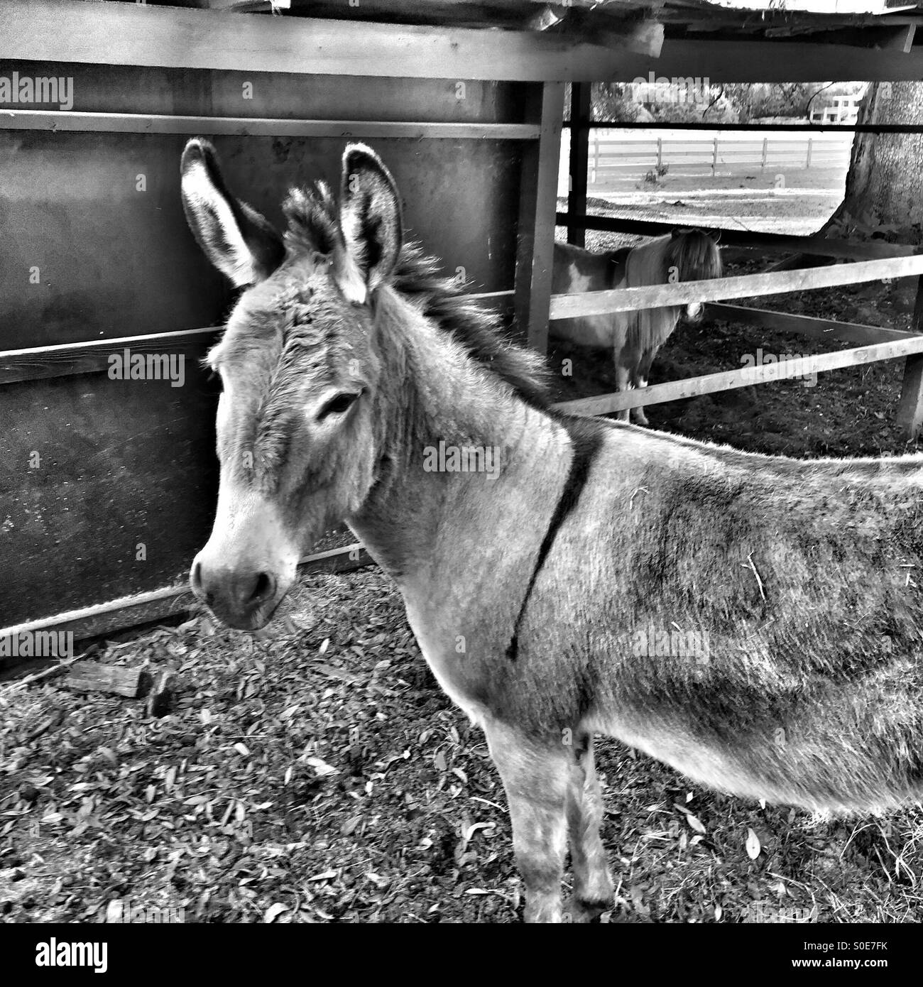 Donkey corral hi-res stock photography and images - Alamy