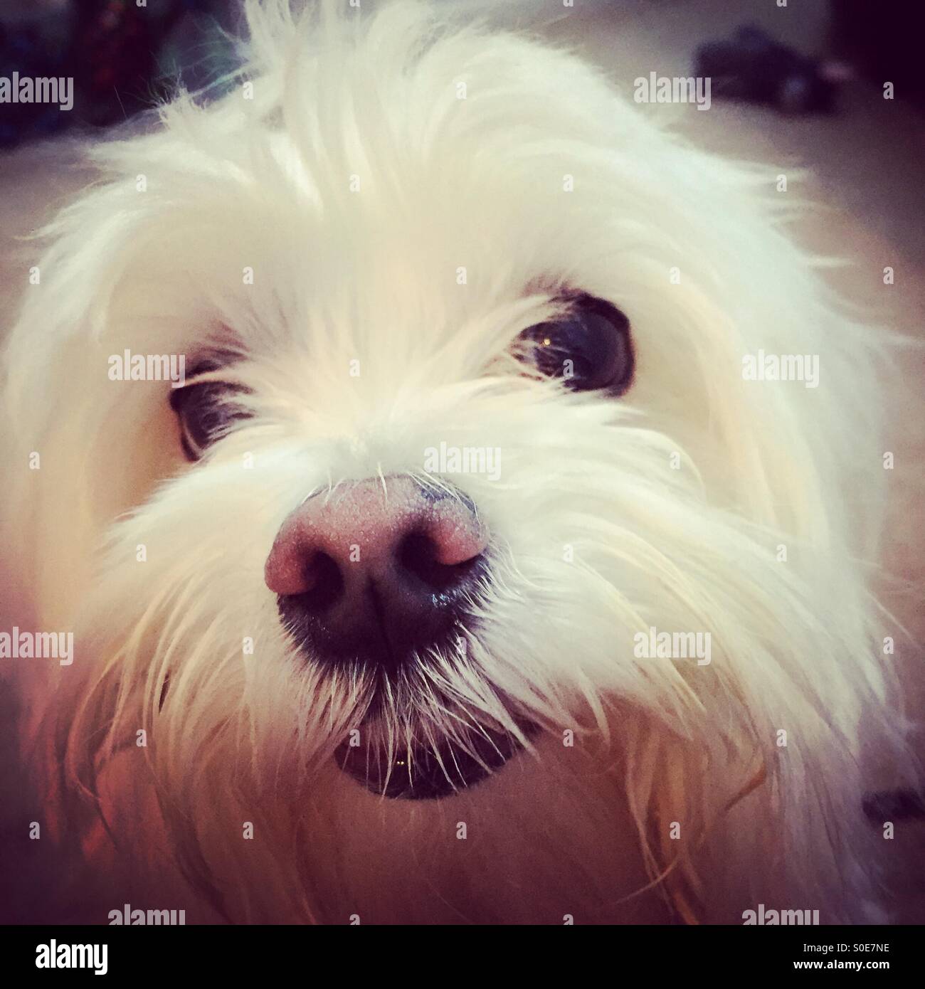 Fergie's Inquisitive Gaze Stock Photo - Alamy