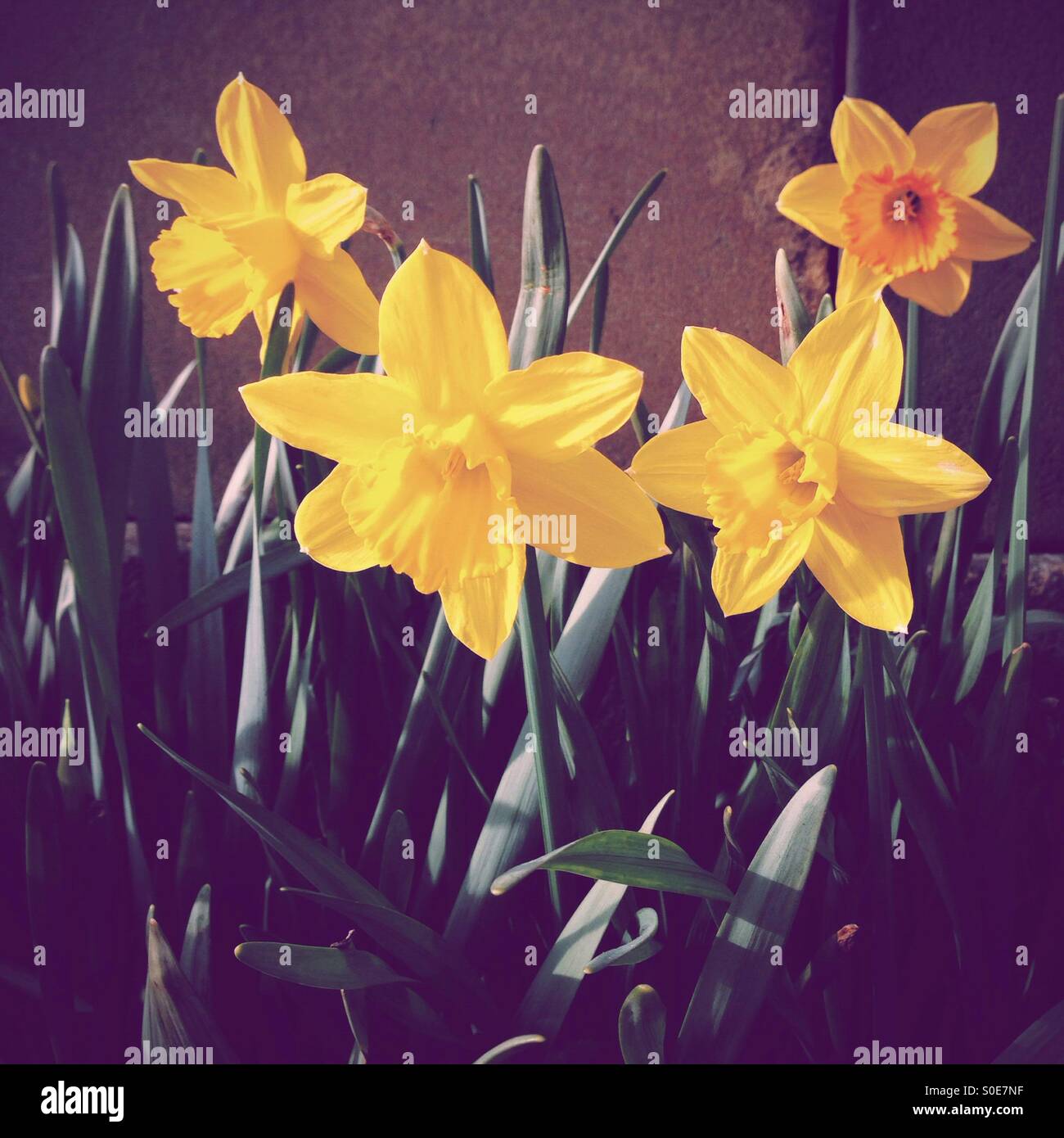 Happy daffodils hi-res stock photography and images - Alamy