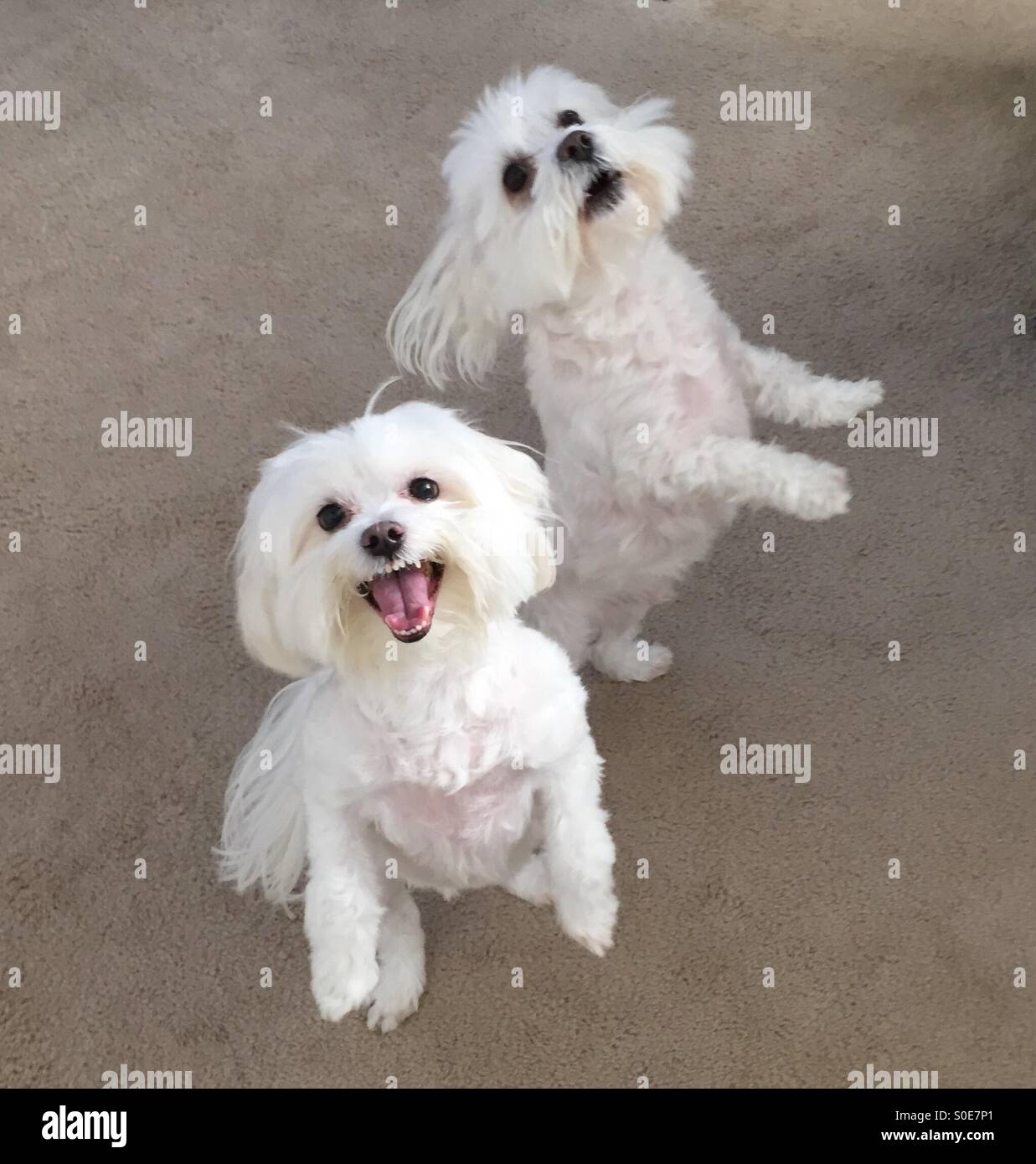 Dancing dogs hi-res stock photography and images - Alamy