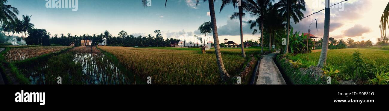 Panoramic image of a rice paddy at sunset in Bali, Indonesia Stock ...