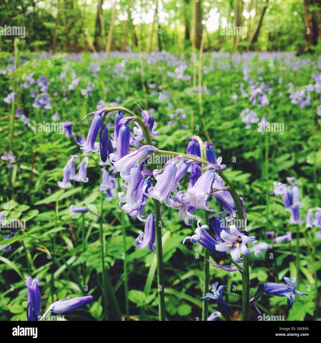 Bluebells in woods Stock Photo - Alamy