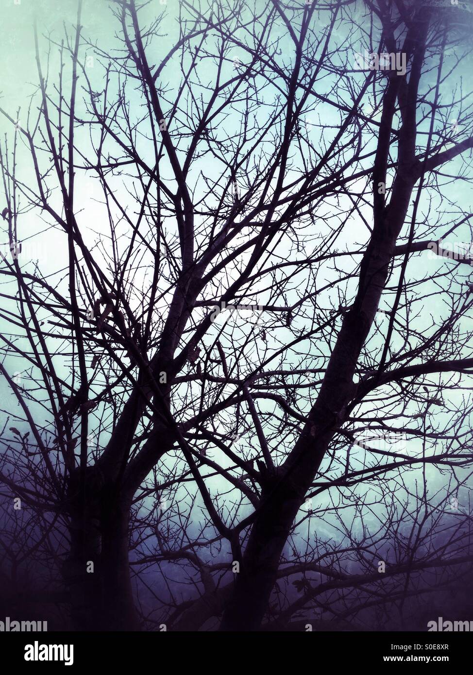 Dark tree and shadows hi-res stock photography and images - Alamy