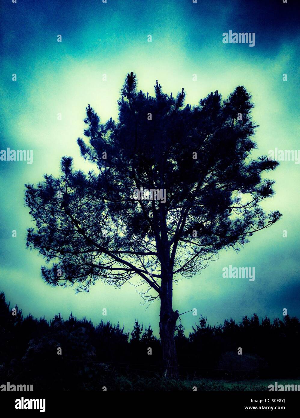 Dark tree and shadows hi-res stock photography and images - Alamy