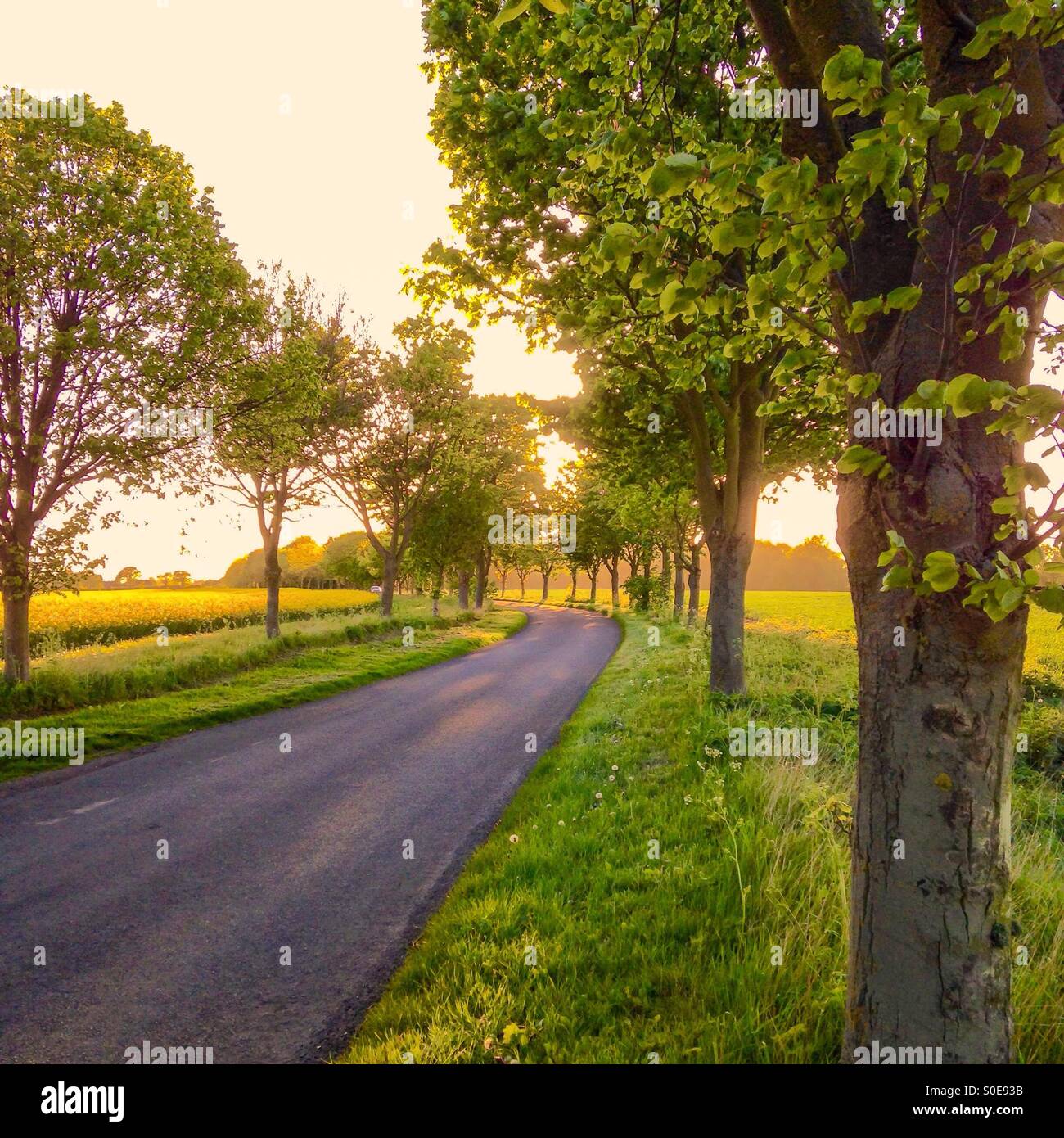 Trees lining a road Stock Photo - Alamy