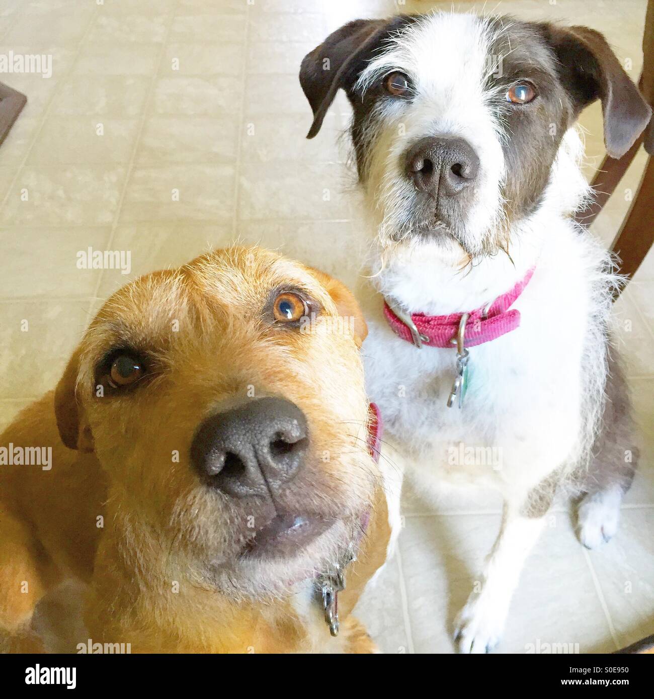 Two dogs waiting hi-res stock photography and images - Alamy