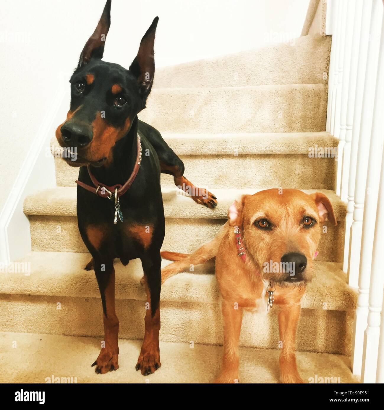 Dog sitting on stairs hi-res stock photography and images - Alamy