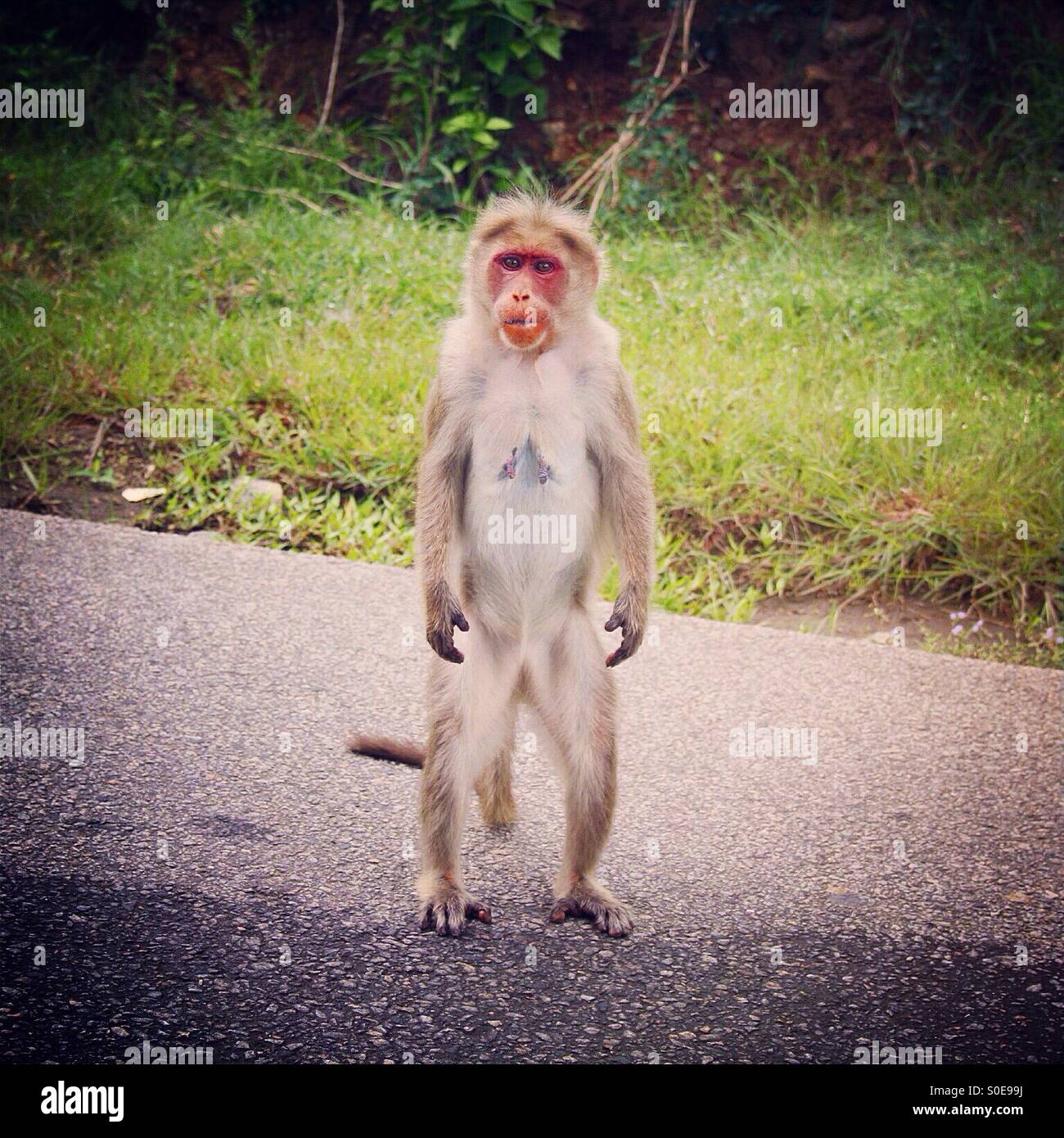 Sapien hi-res stock photography and images - Alamy