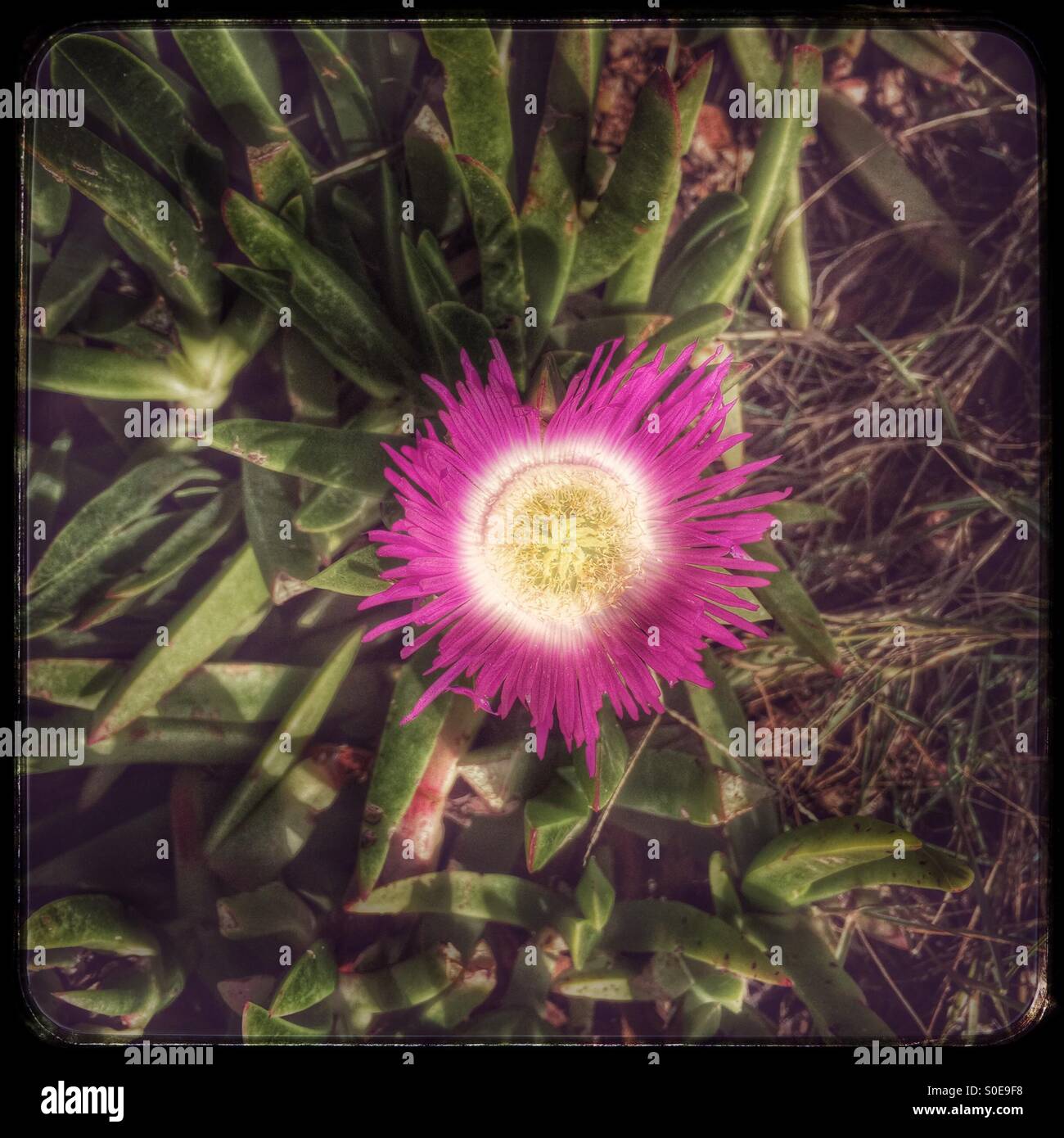 Vygie flower hi-res stock photography and images - Alamy