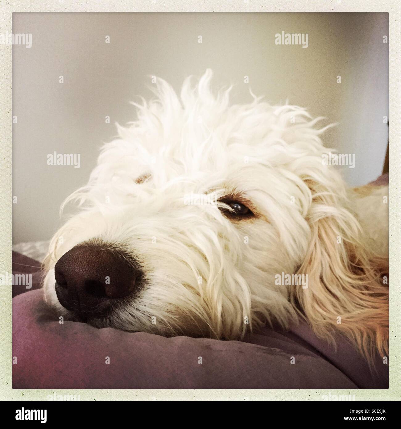 A puppy labradoodle dog looking at camera Stock Photo - Alamy