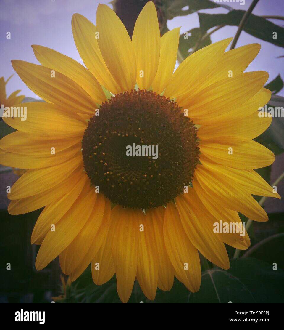 Bright and cheery Stock Photo - Alamy