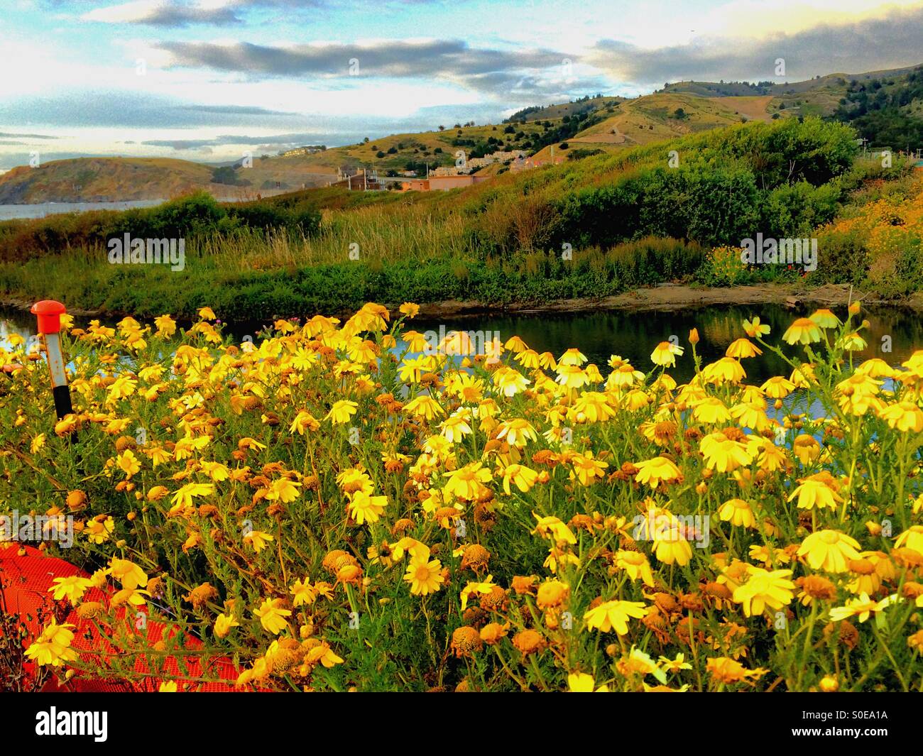 Streamside flowers hi-res stock photography and images - Alamy
