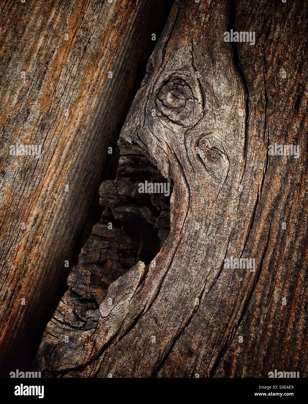 Spooky wood hi-res stock photography and images - Alamy