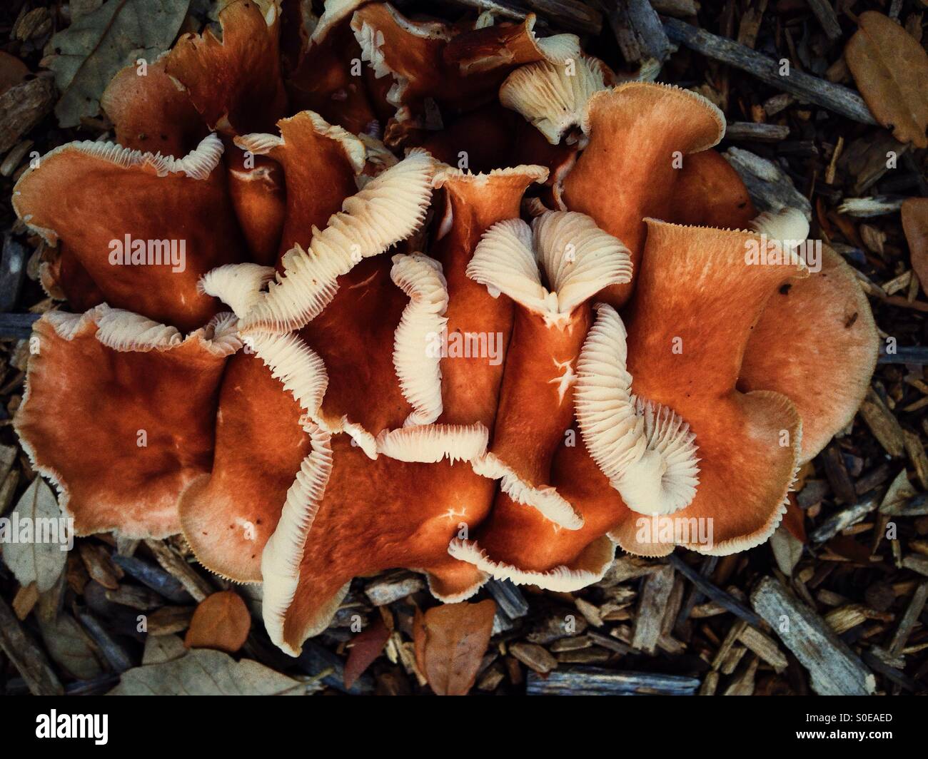 Mushroom Explosion High Resolution Stock Photography and Images - Alamy